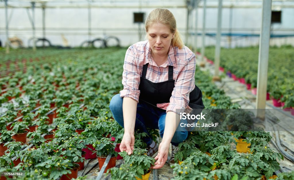 Reasons to Choose Local Produce – CropKing