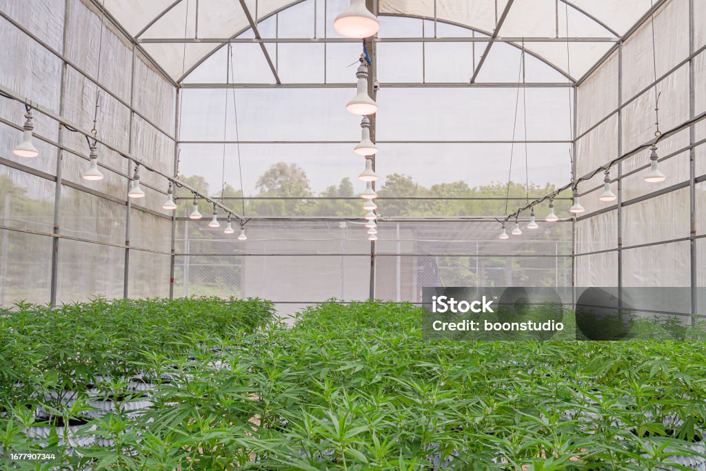 Light in the Greenhouse: How much is Enough? – CropKing