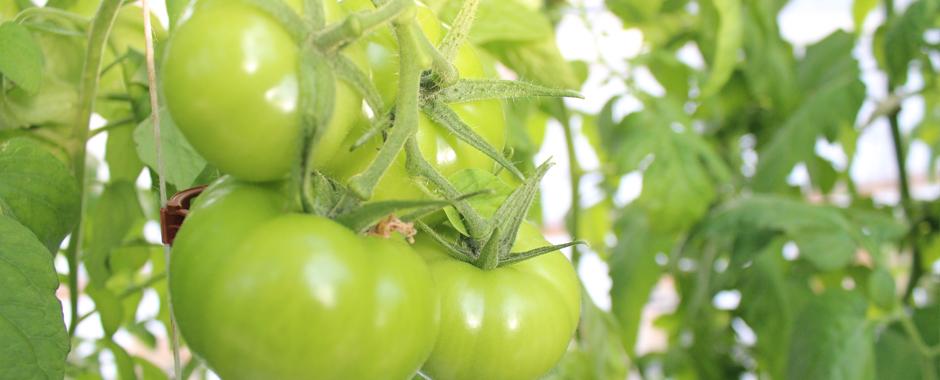 2014 Tomato Trials- Summer Sneak Peak – CropKing