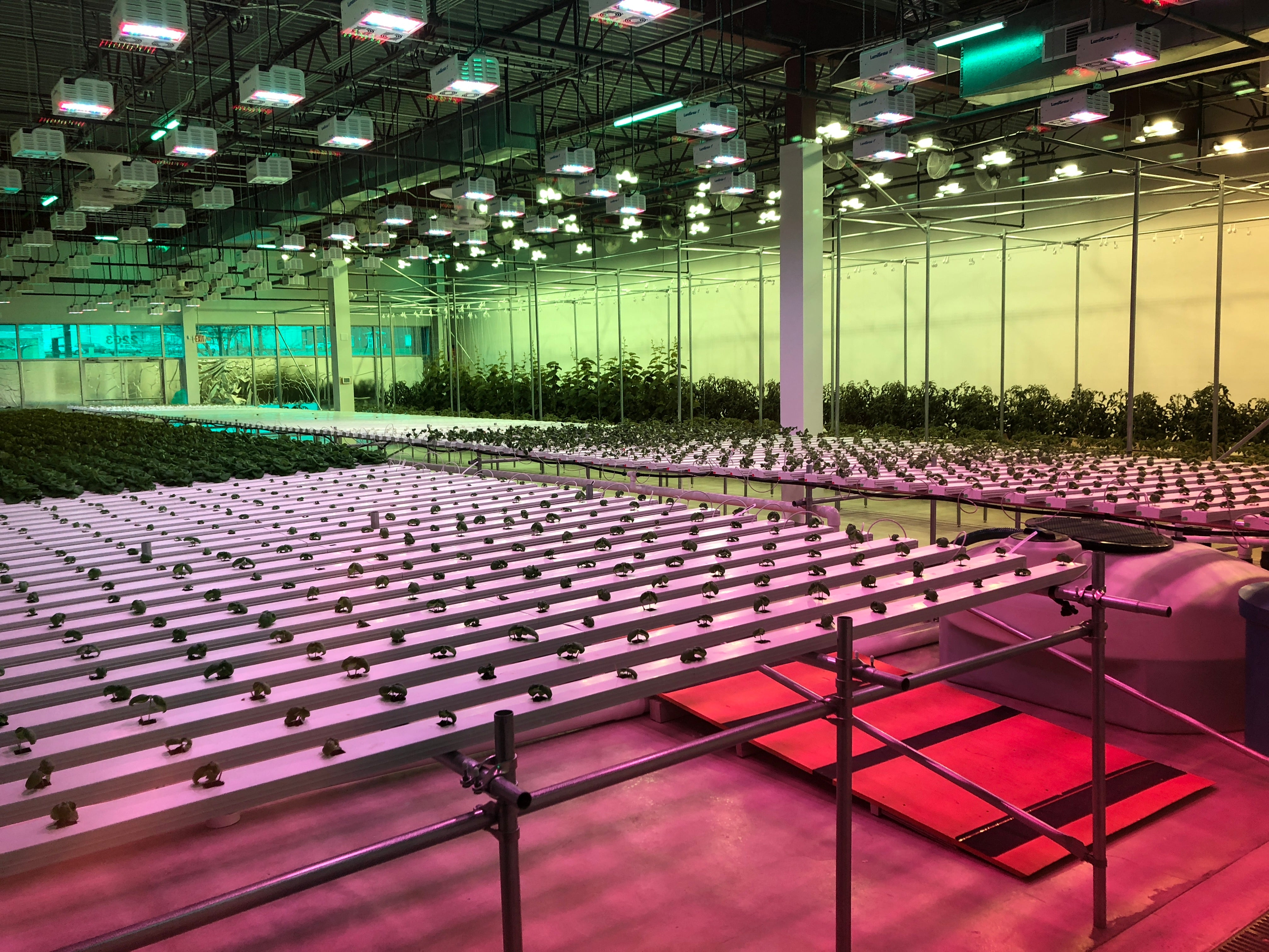 Growing with Indoor Setups – CropKing