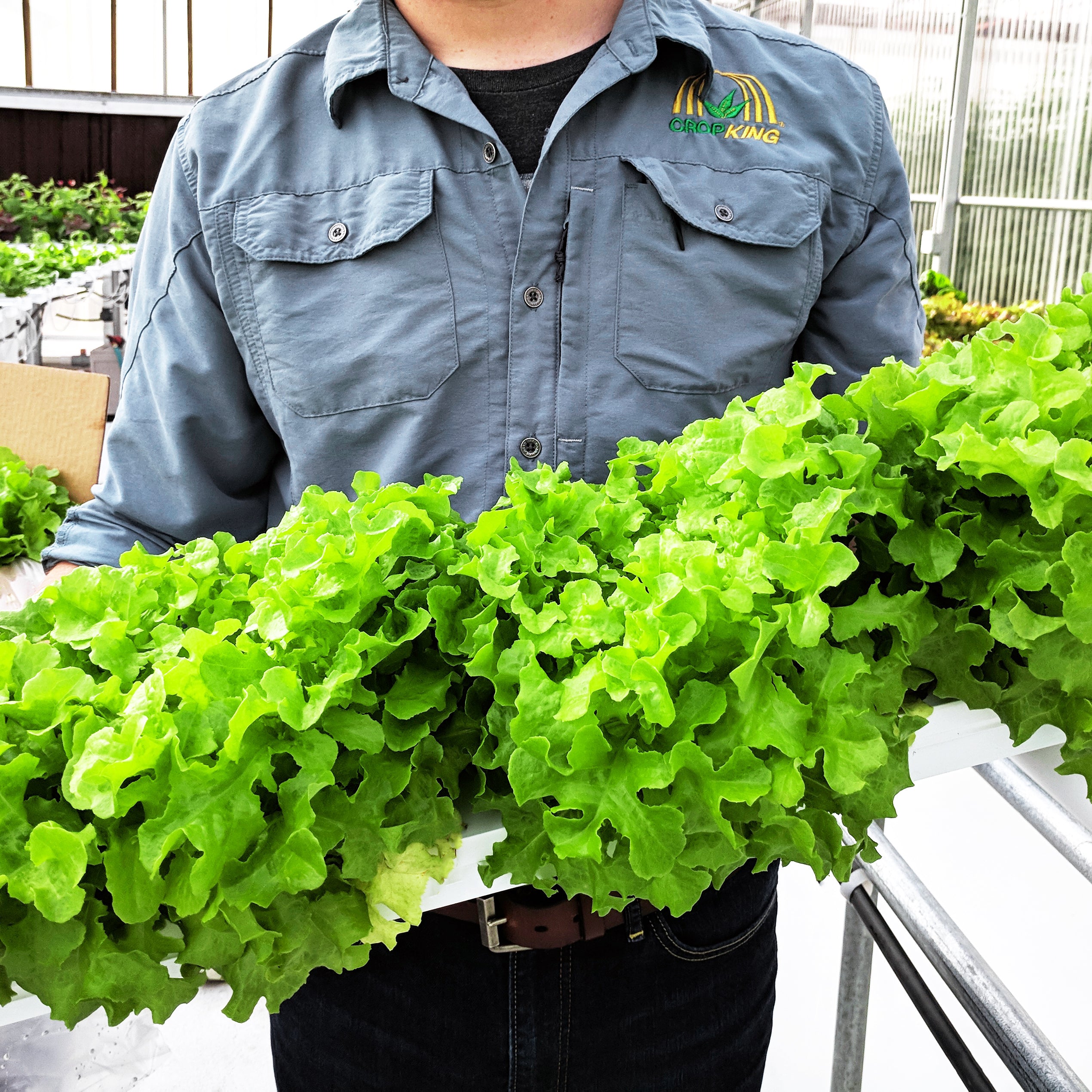 Plant Nutrients - The Mighty Macros – CropKing