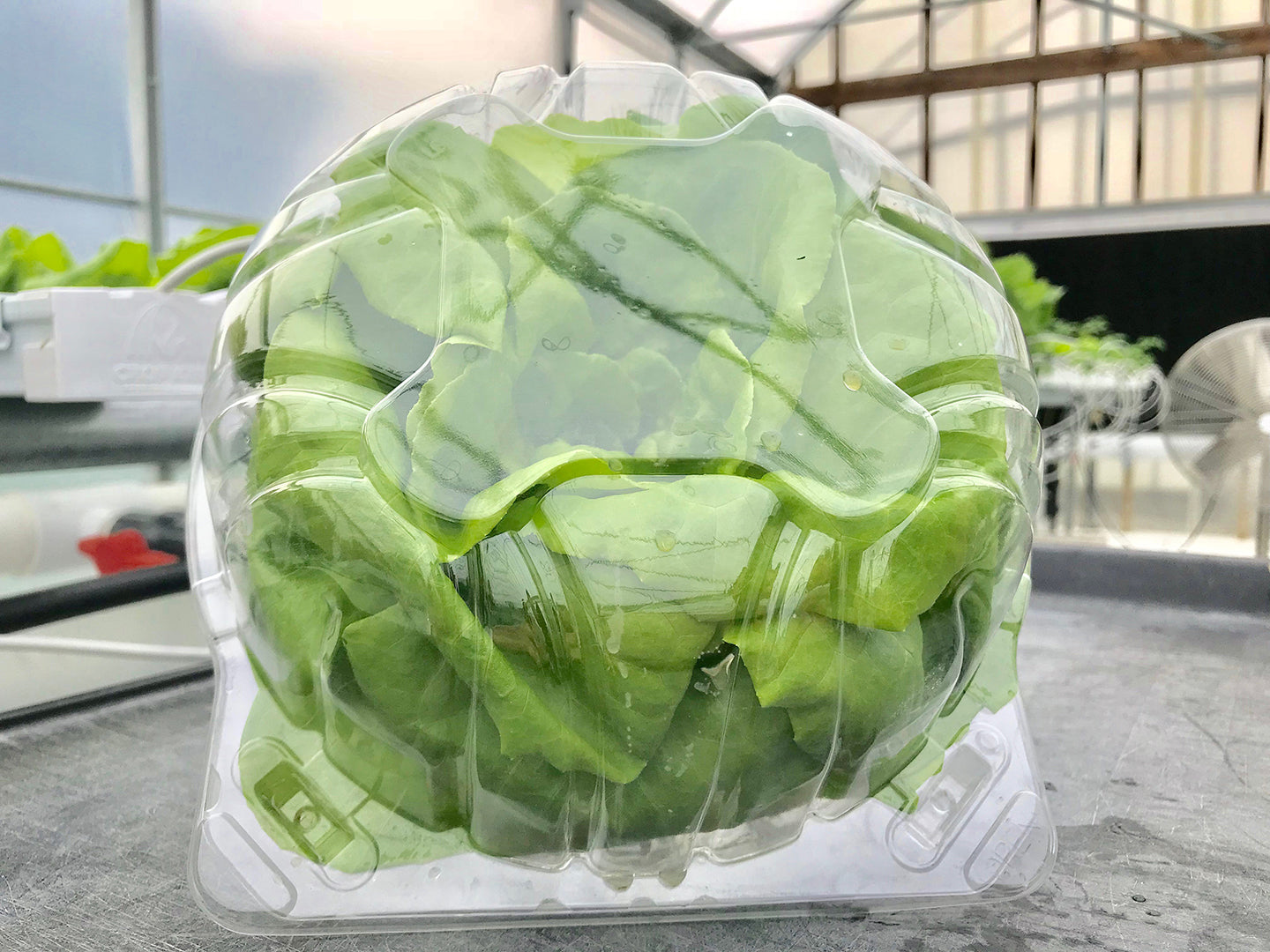 Post-Harvest Storage Tips – CropKing