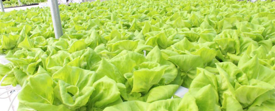 Nutrient Solution Management in Recirculating Systems – CropKing