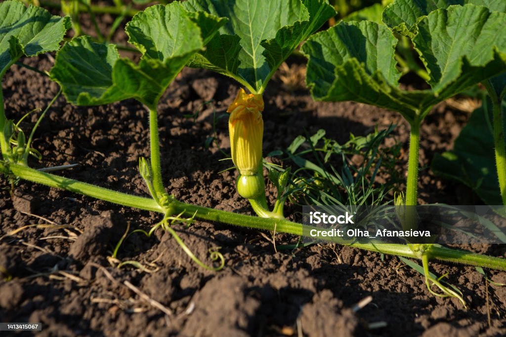 Cultivar Report 12.1- Butterhead Trial – CropKing