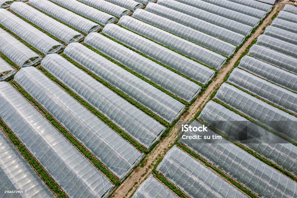 High Tunnel Growing Podcast – CropKing