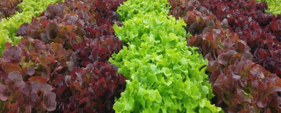 Lettuce and Other Leafy Vegetables – CropKing